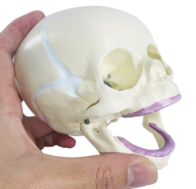 China medical science Life Size Human Infant Skull Model Anatomy Baby ...