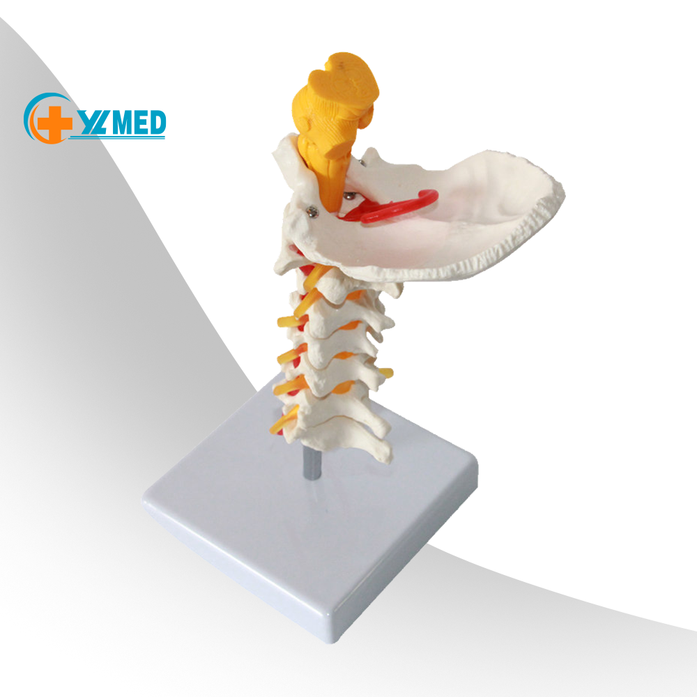 China Cervical Vertebra Arteria Spine Nerves Anatomical Model Anatomy ...