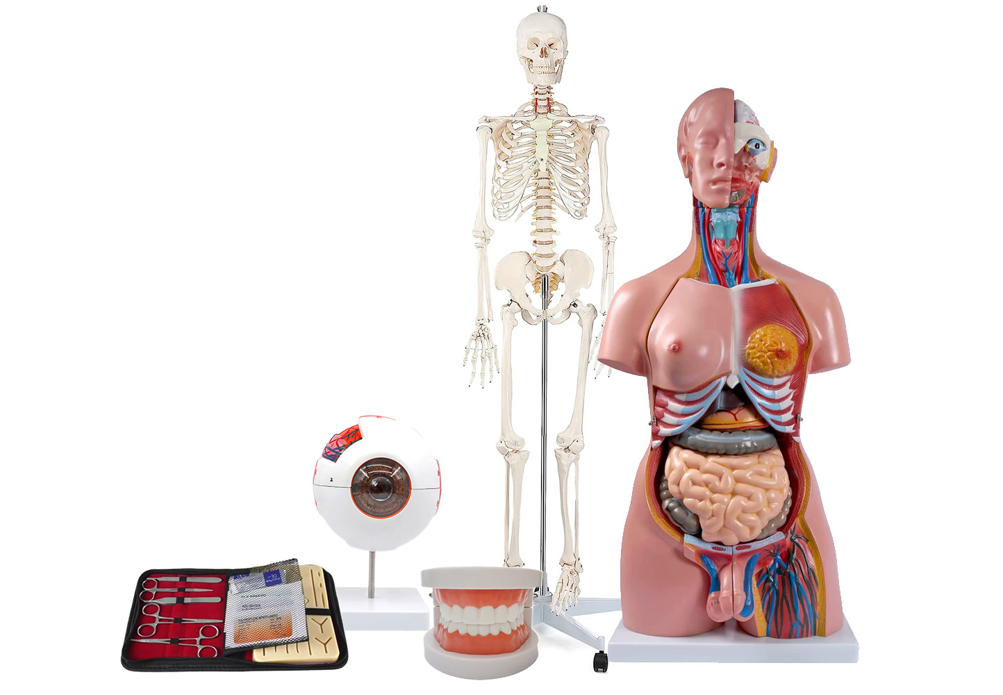 Medical Model, Skeletal Model, Cpr Model - Yulin Edu